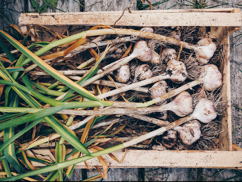 GROWING GARLIC: It might be the perfect crop for curious desert ...